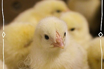 Hatchery | Myers Poultry Farm