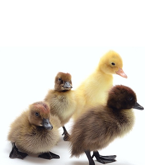 Waterfowl for Sale | Ducklings and Goslings