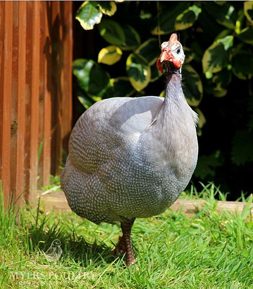 Guineas for Sale | Day Old Poultry | Myers Poultry