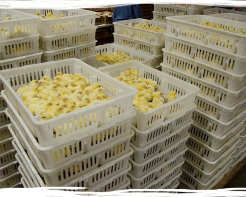 Wholesale Pricing | Day Old Poultry | Myers Poultry