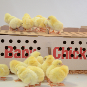 Chick Hatchery | Myers Poultry Farm
