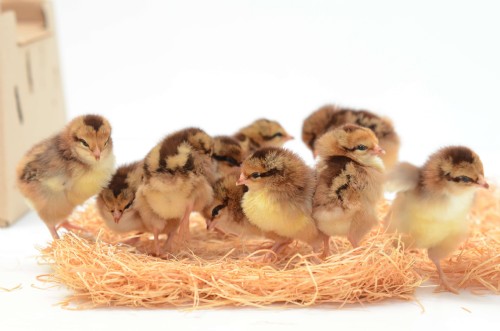 Myers Poultry Blog | Your Resource for Backyard Chickens