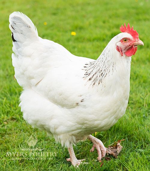 Delaware Chickens for Sale | Day Old Poultry | Shop Online