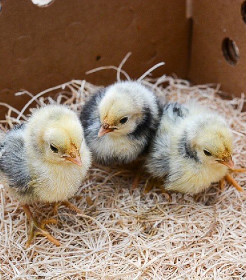 Delaware Cross Chicks for Sale | Dual-Purpose Bird