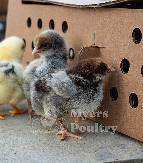 Delaware Cross Chicks for Sale | Dual-Purpose Bird