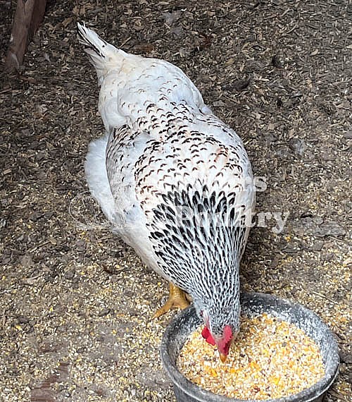 Delaware Cross Chicks for Sale | Dual-Purpose Bird