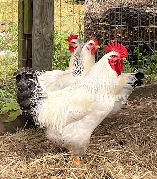 Delaware Cross Chicks for Sale | Dual-Purpose Bird