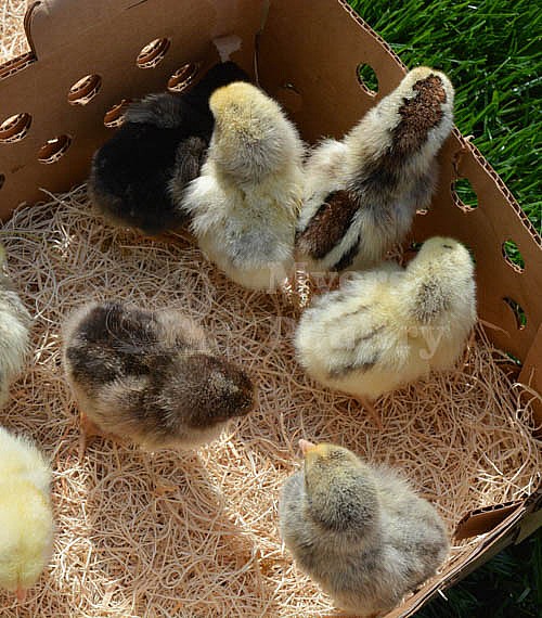 Delaware Cross Chicks for Sale | Dual-Purpose Bird