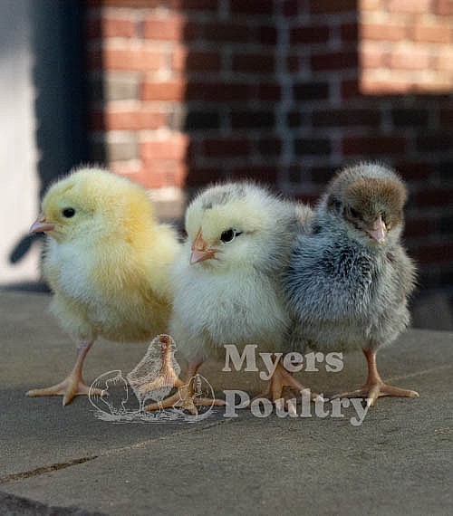 Delaware Cross Chicks for Sale | Dual-Purpose Bird