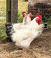 Delaware Cross Chicks for Sale | Dual-Purpose Bird