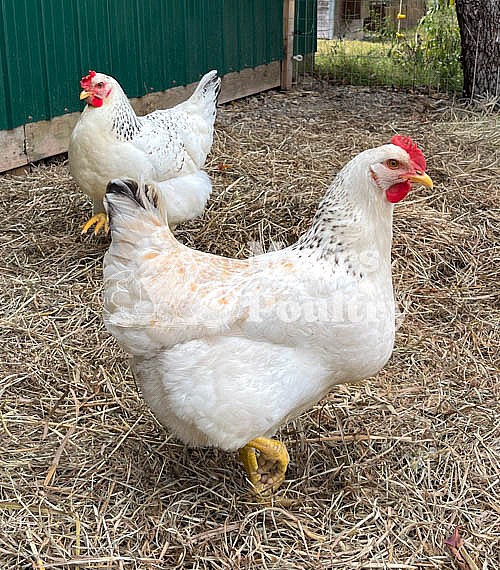 Laying Hens for Sale | Brown Egg Layers