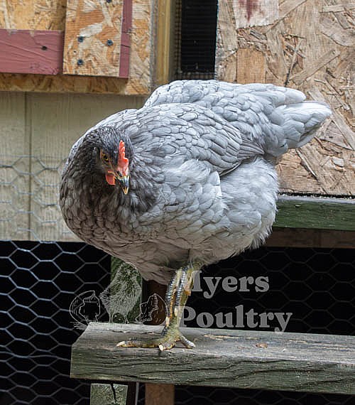 Plymouth Blue Rock Chickens for Sale | Brown Egg Layer