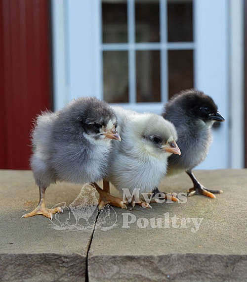 Plymouth Blue Rock Chickens for Sale | Brown Egg Layer
