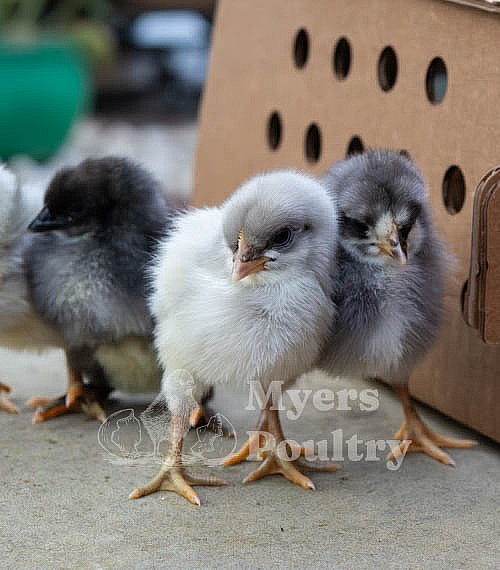 Plymouth Blue Rock Chickens for Sale | Brown Egg Layer