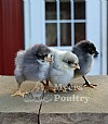 Plymouth Blue Rock Chickens for Sale | Brown Egg Layer