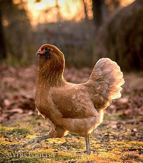 Americana Chicks for Sale | Hardy Blue Egg Layers