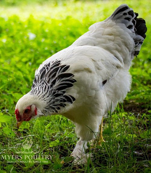 Light Brahma Chickens