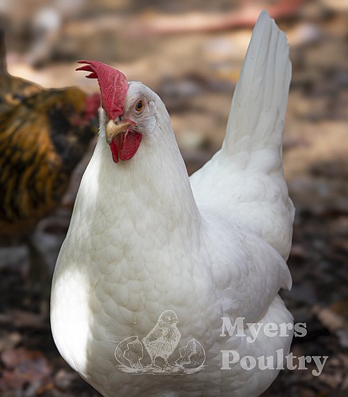 White Egg Laying Chickens for Sale | Myers Poultry