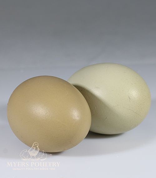 Olive Egger Chicks for Sale | Unique Green Eggs
