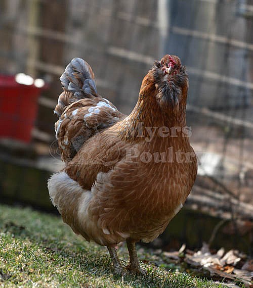Colored Egg Layers for Sale | Green and Blue Eggs