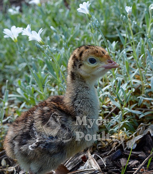 Bronze Turkeys for Sale | Myers Poultry