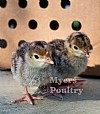 Bronze Turkeys for Sale | Myers Poultry
