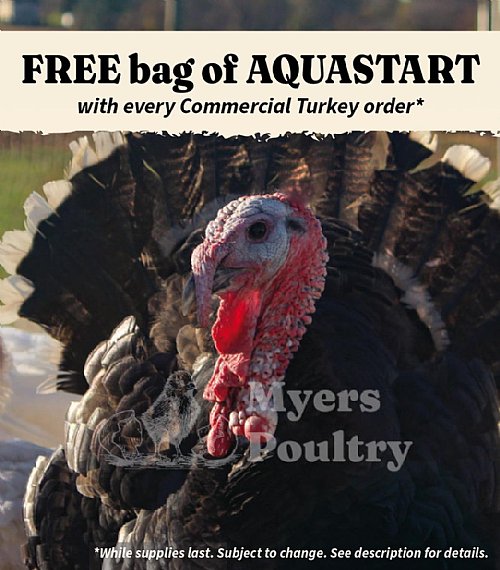 Commercial Turkey Poults | Meat Turkeys for Sale