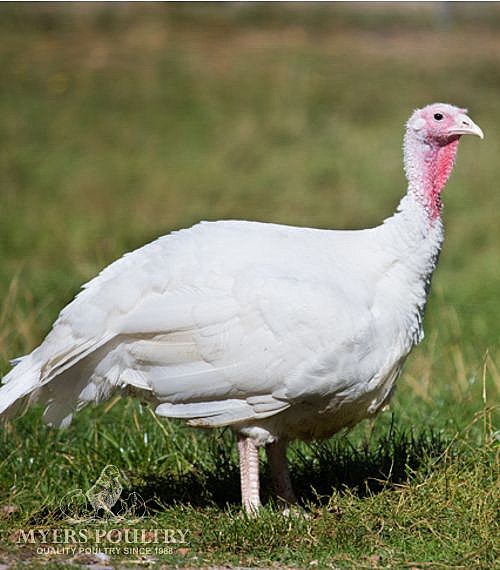 Broad Breasted White Turkey Poults | Myers Poultry