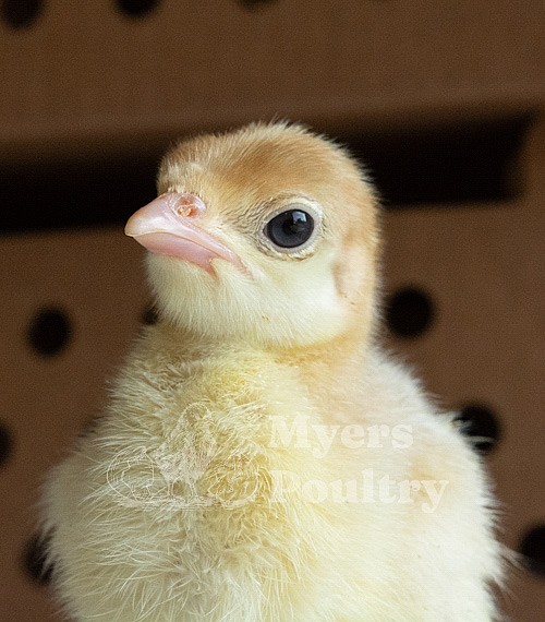 Broad Breasted White Turkey for Sale