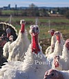 Broad Breasted White Turkey for Sale