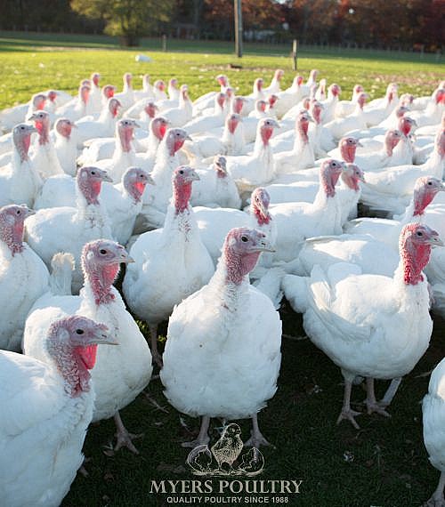 Commercial Turkey Poults | Meat Turkeys for Sale