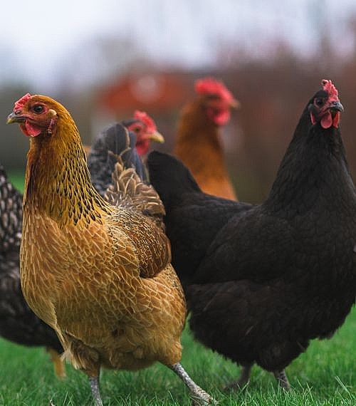 Rainbow Chickens