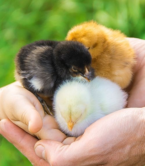 Rainbow Chicks | Colorful Egg Layers for Sale