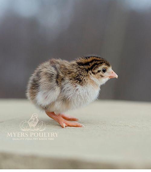 French Guineas | Order Online | Myers Poultry