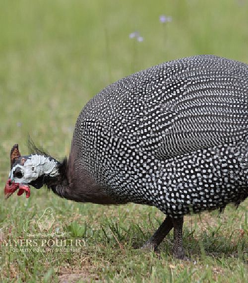 French Guineas | Order Online | Myers Poultry