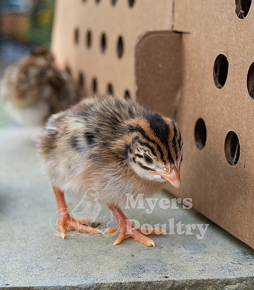 French Guineas | Order Online | Myers Poultry