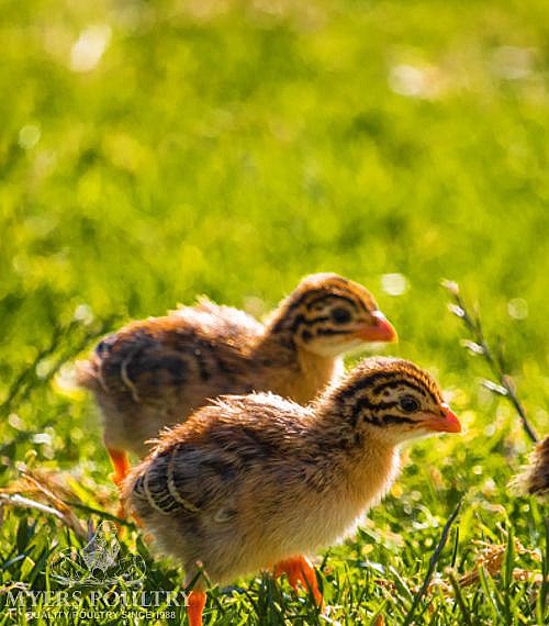 Pearl Guineas for Sale | Day Old Poultry | Myers Poultry