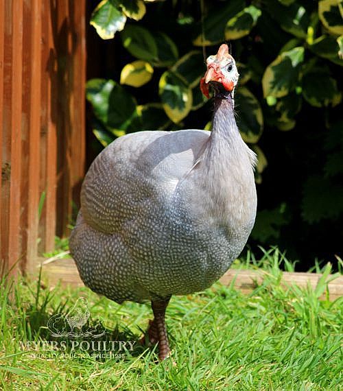 Lavender Guineas for Sale | Day Old Poultry | Myers Poultry