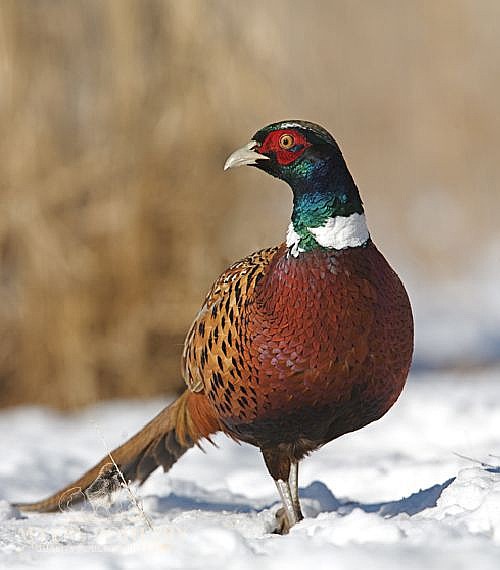 Game Birds