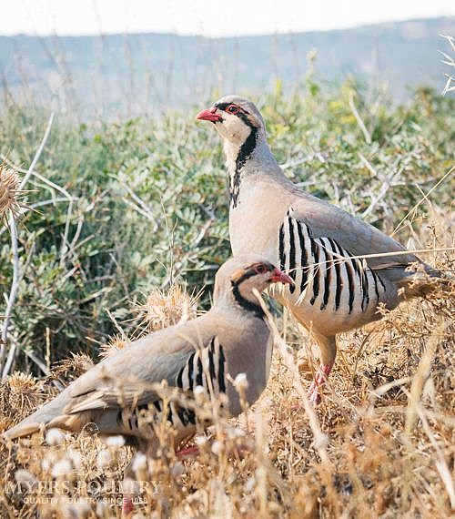 Chukar Partridge for Sale | Day Old Poultry | Myers Poultry