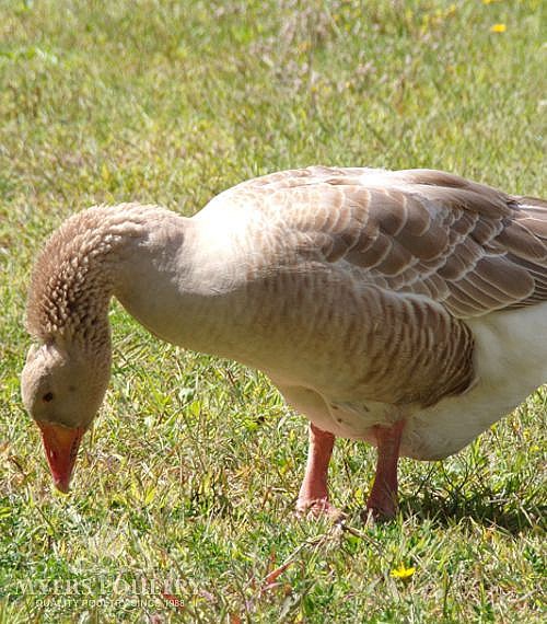 American Buff Goslings for Sale | North American Breed