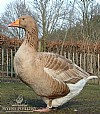American Buff Goslings for Sale | North American Breed