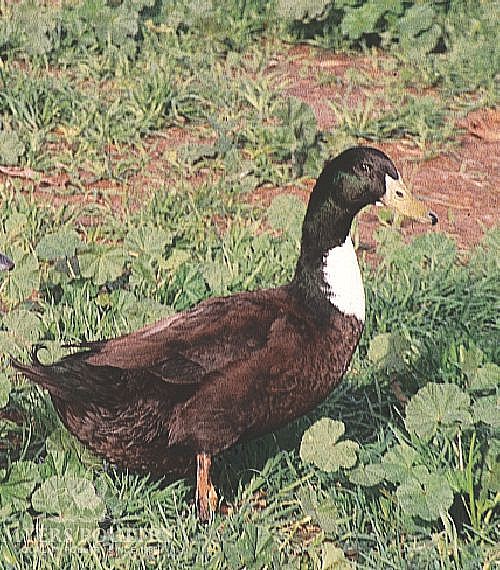 Golden Layer Ducks | Myers Poultry