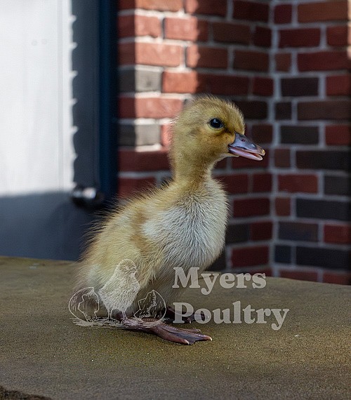 Golden Layer Ducks | Myers Poultry