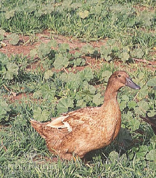 Ducks for Sale | Productive and Hardy Breeds