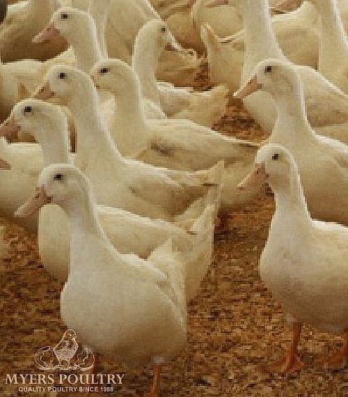 White Layer Ducks | Myers Poultry