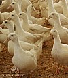 White Layer Ducks | Myers Poultry