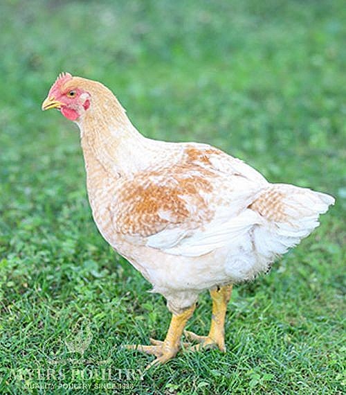 Red Bro Yield | Fastest-Growing Colored Broiler