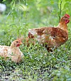 Red Bro Yield | Colored Broiler Chicks for Sale