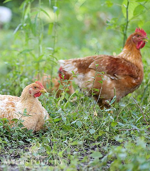 Meat Chickens for Sale | Fast-Growing Chicks